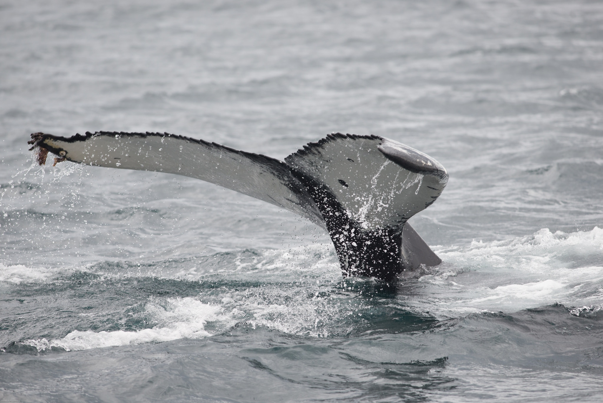 Walvis botst met boot