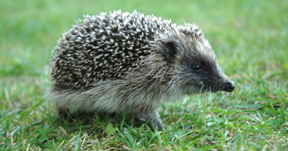Engels stadje zoekt egel-ambassadeur
