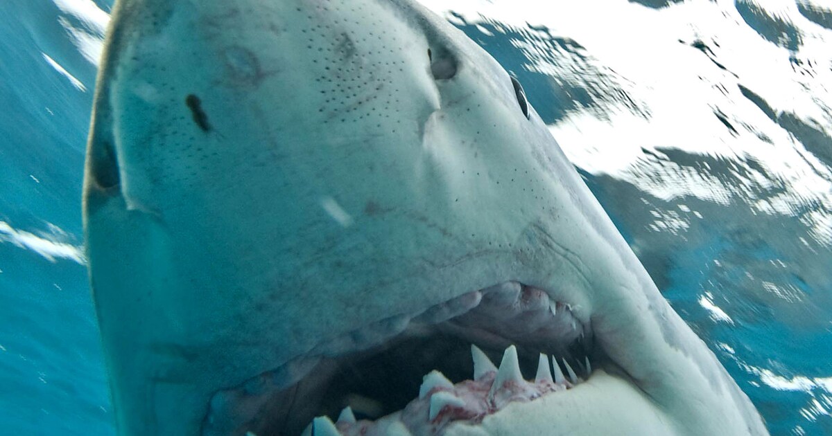 Het einde voor de witte haai?