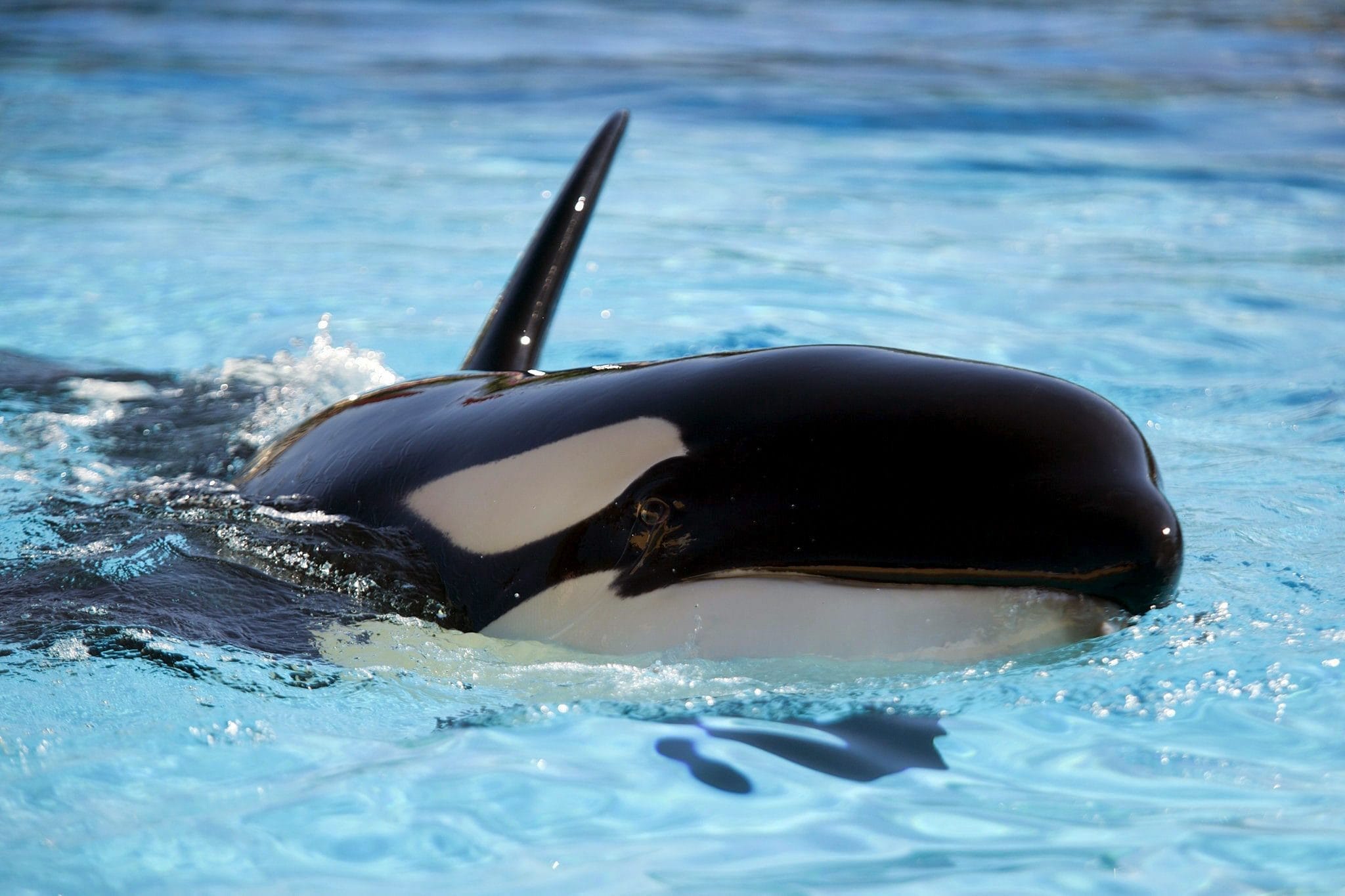 Orka Morgan wordt toch als showdier gebruikt