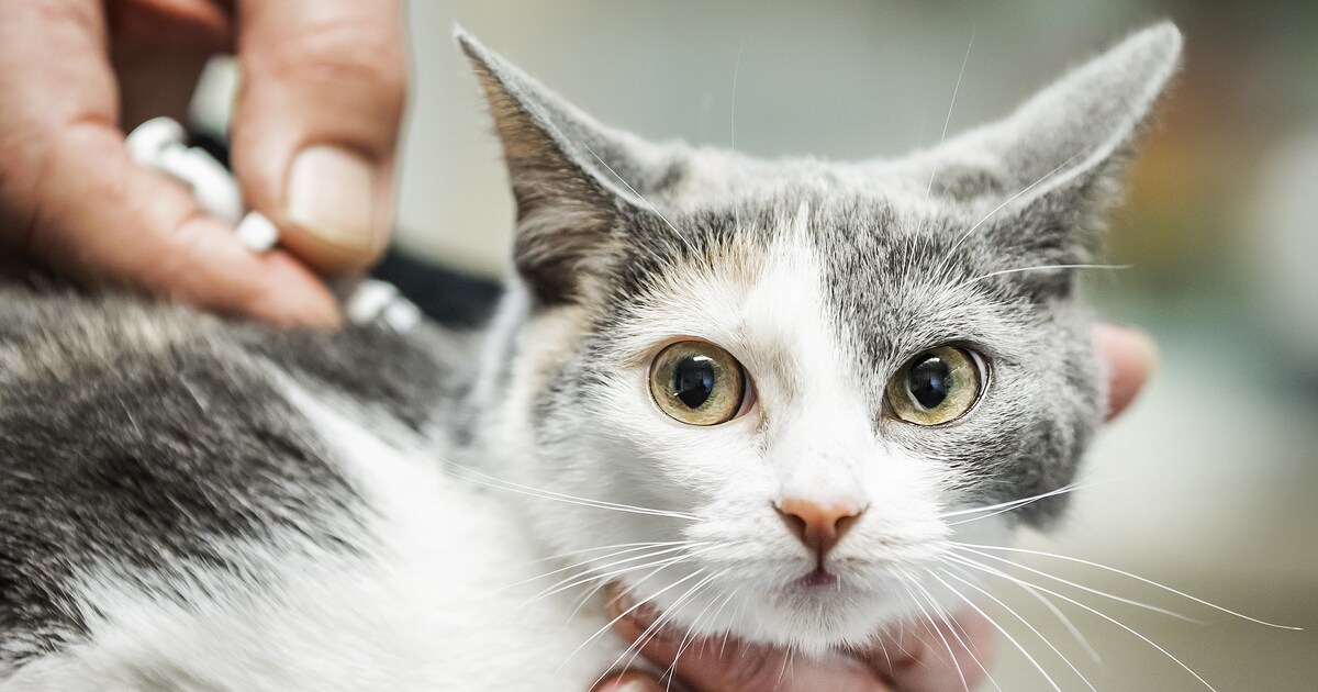 Chip verplicht voor alle katten