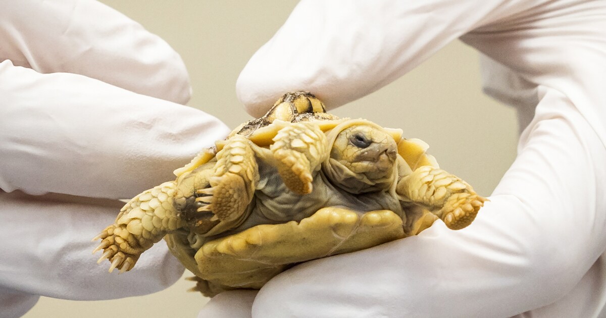 Wordt schildpad Sorte Dier van het Jaar 2022?