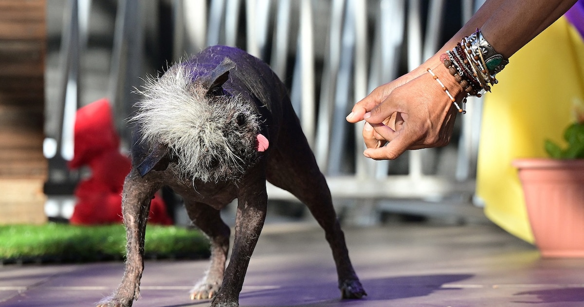 Mr. Happy Face is lelijkste hond ter wereld