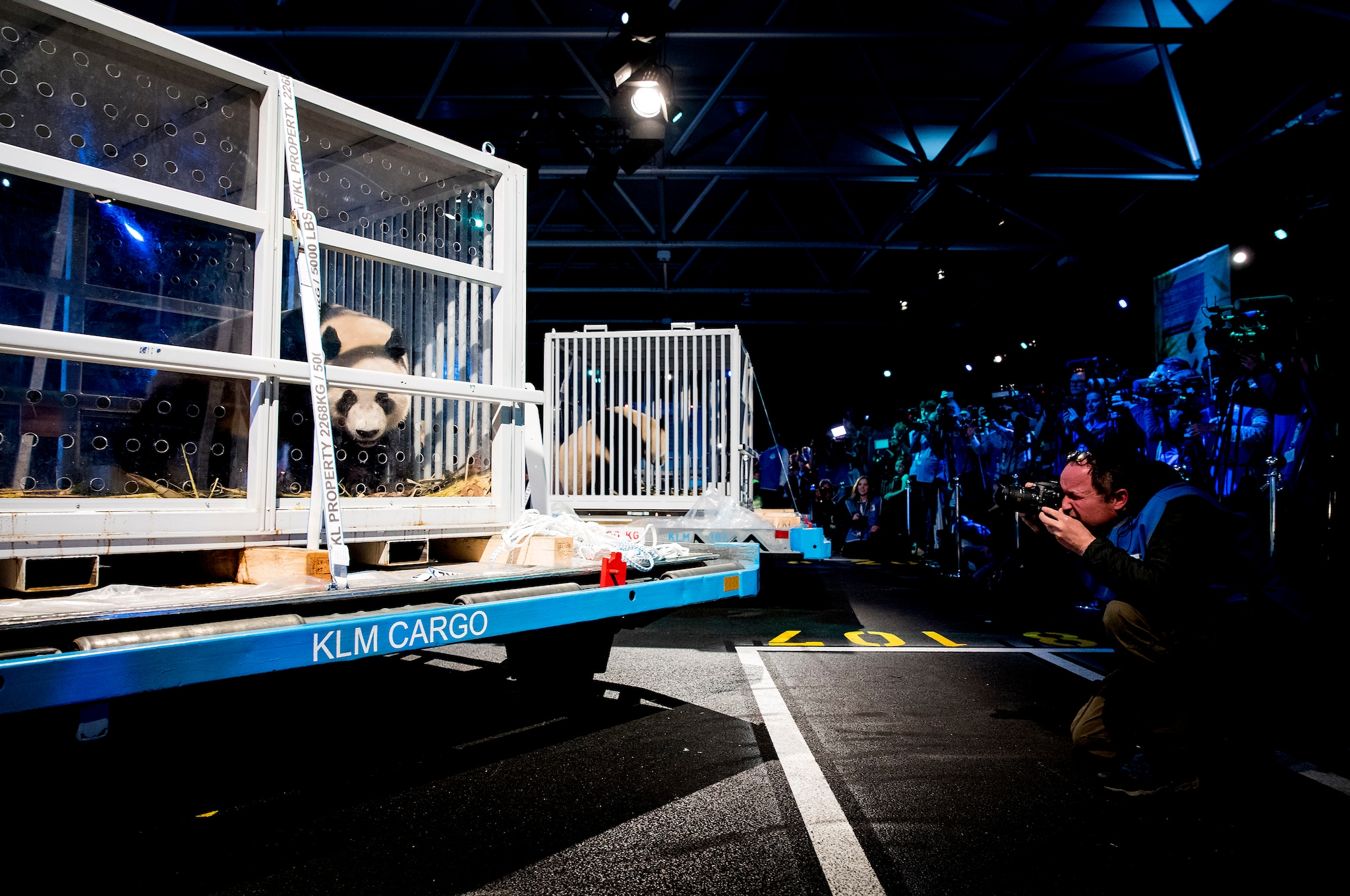 Aftellen: Wu Wen en Xing Ya mogen bijna naar buiten