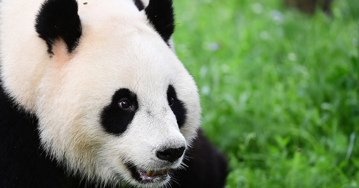 Papier van pandapoep