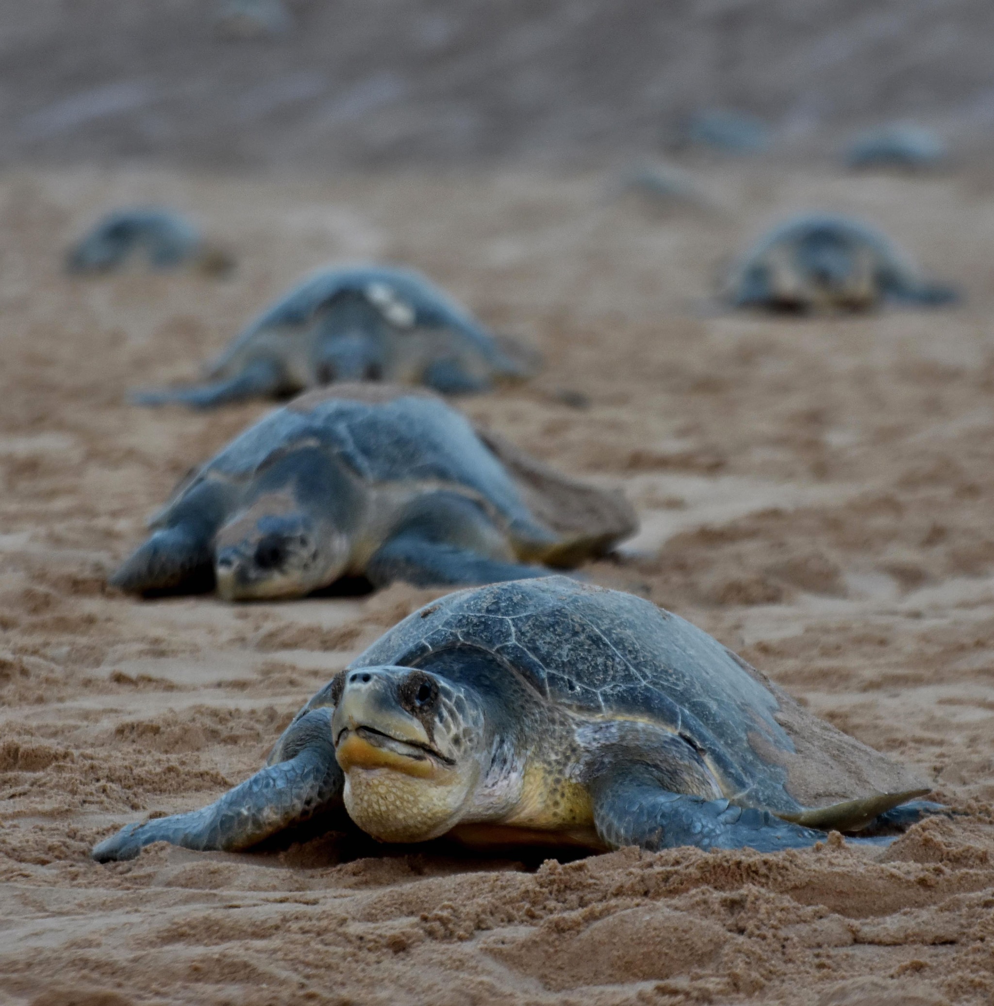 Schildpadden leggen eieren op Indiaas strand
