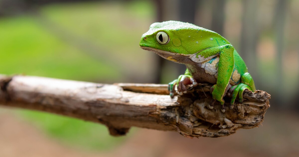 Honderden beschermde dieren in beslag genomen