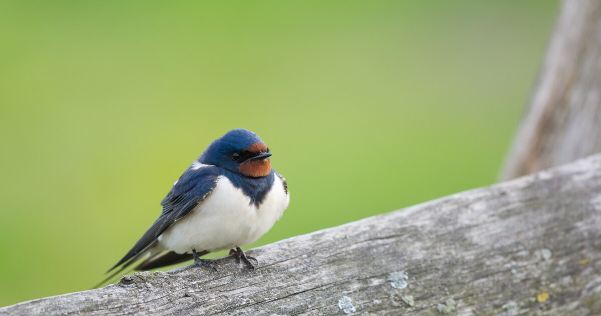 Waar zijn de zwaluwen?