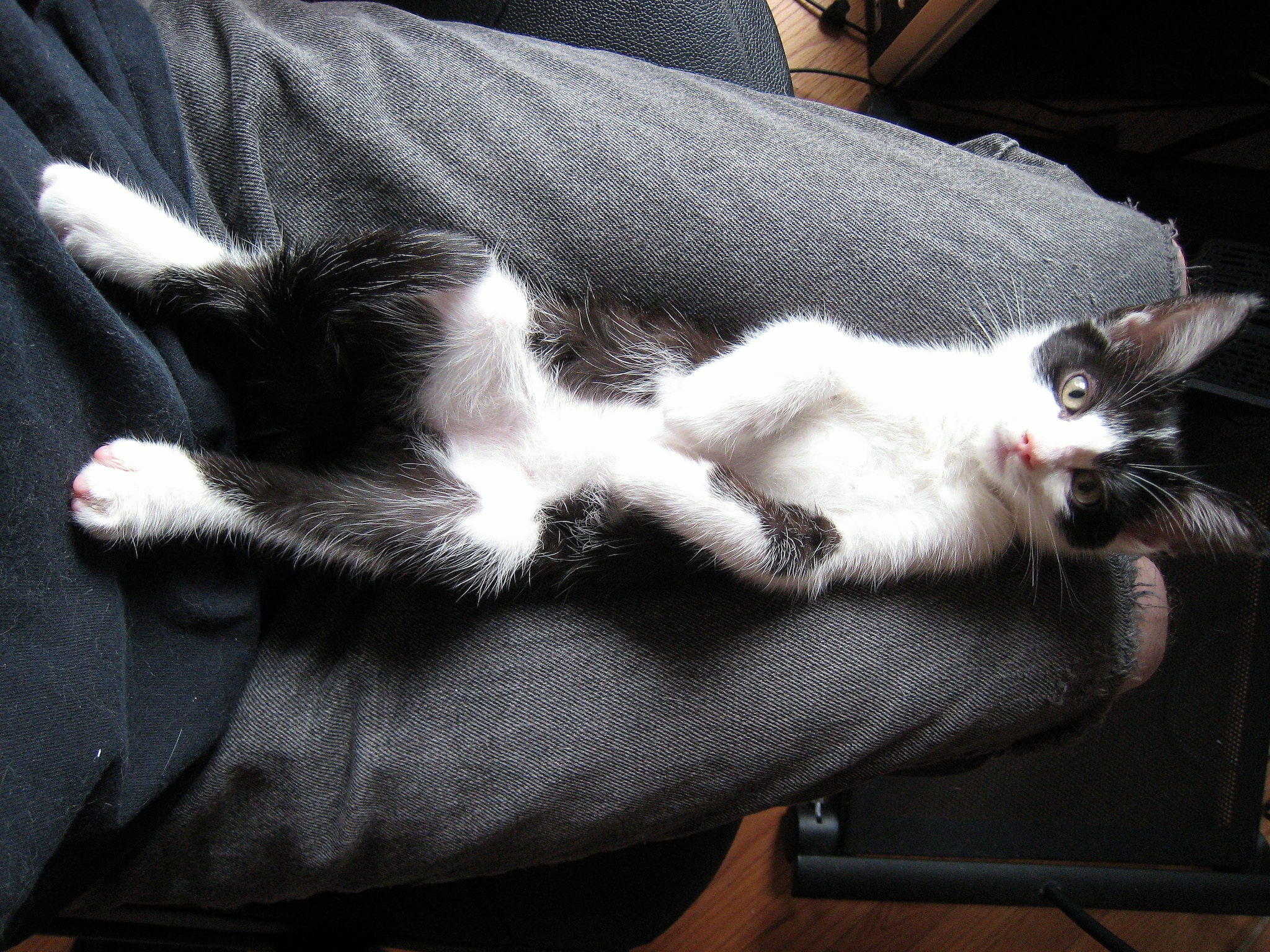 Rare beesten, die katten