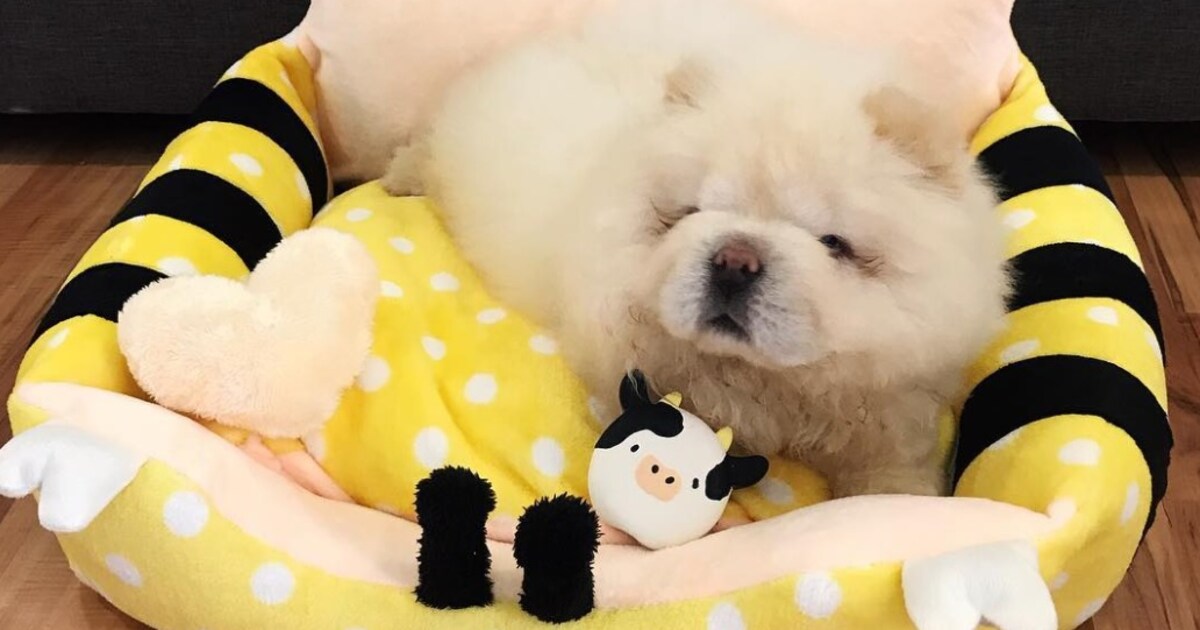 Fluffy Puffie is hit op Instagram