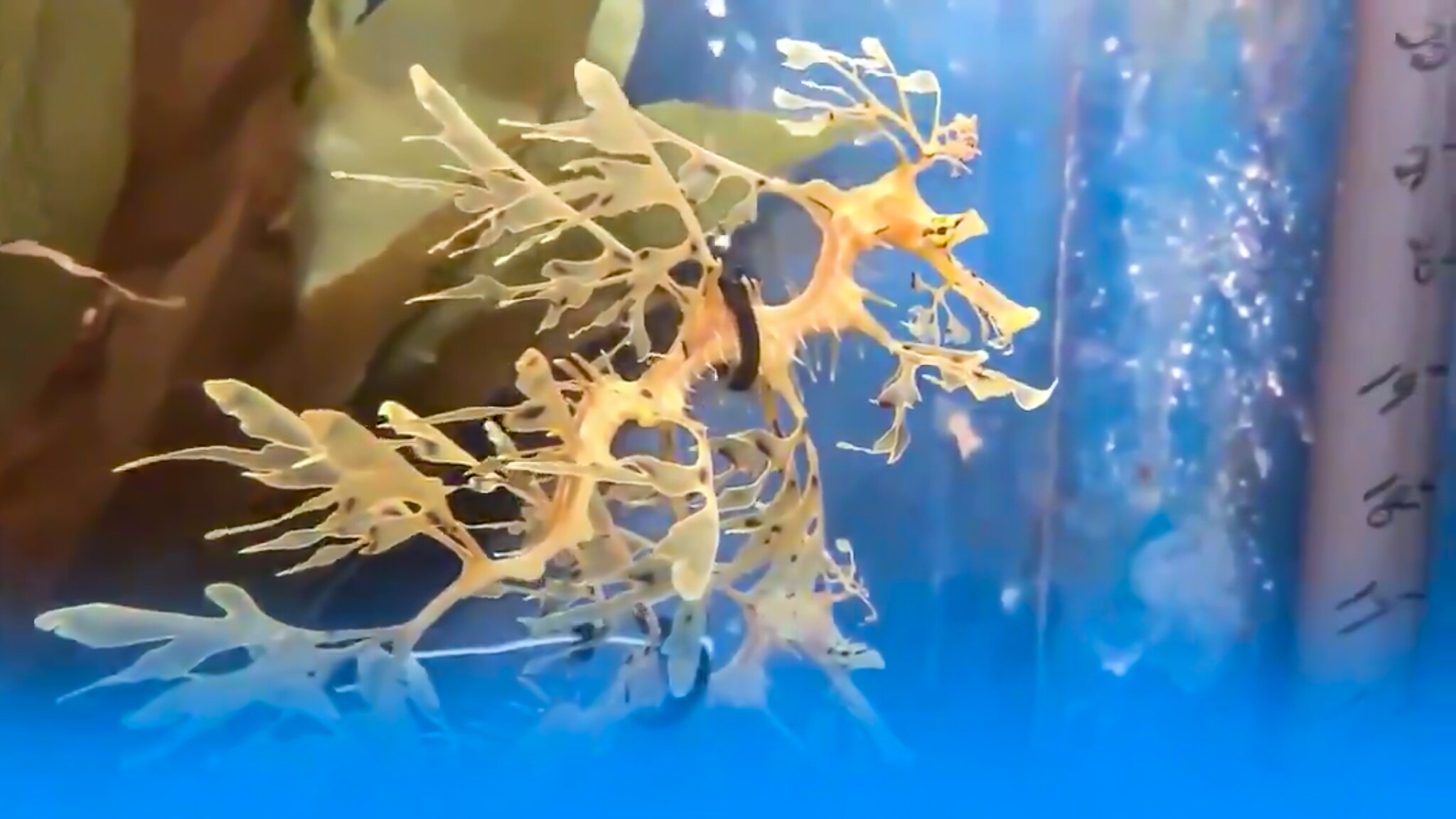 Zwembandjes voor zeedraakjes