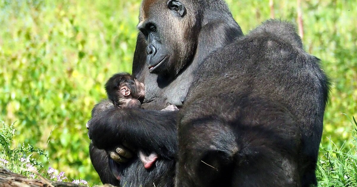 Gorilla geboren in Beekse Bergen