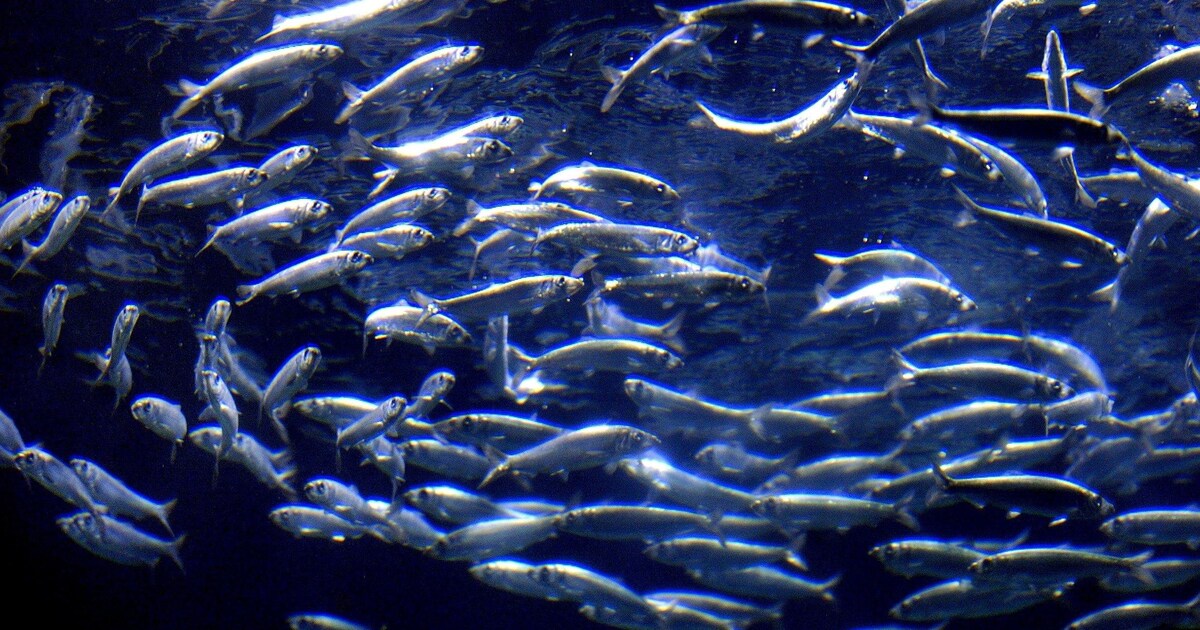 Hoe praten haringen met elkaar?