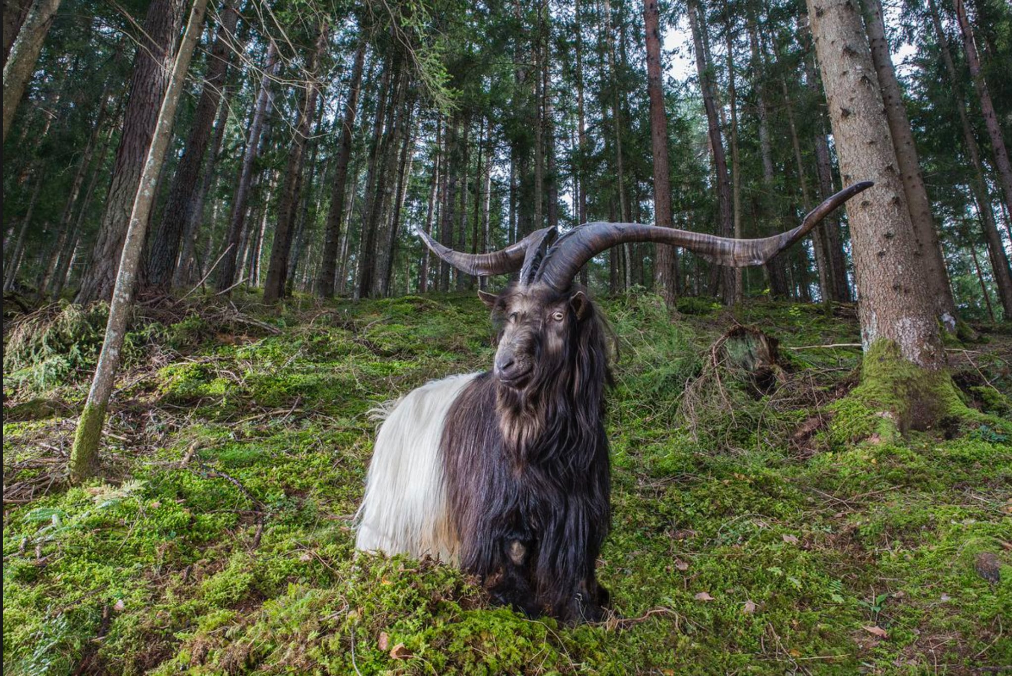 Hoe groot is de hoorn van een bok?