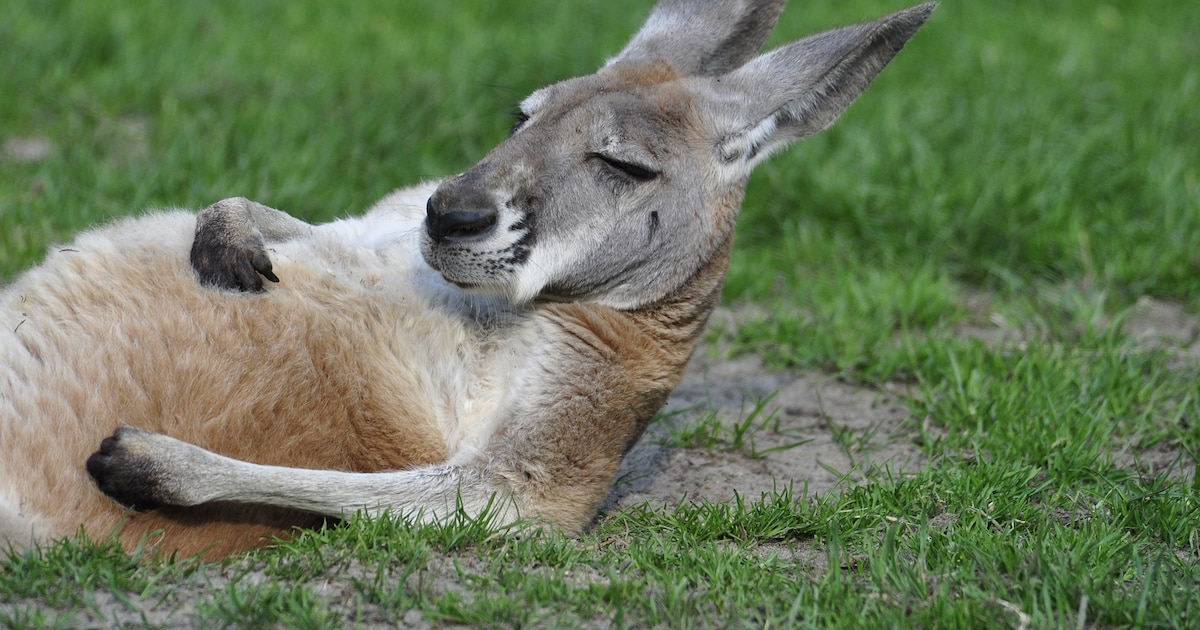 Stop met kangoeroes lokken