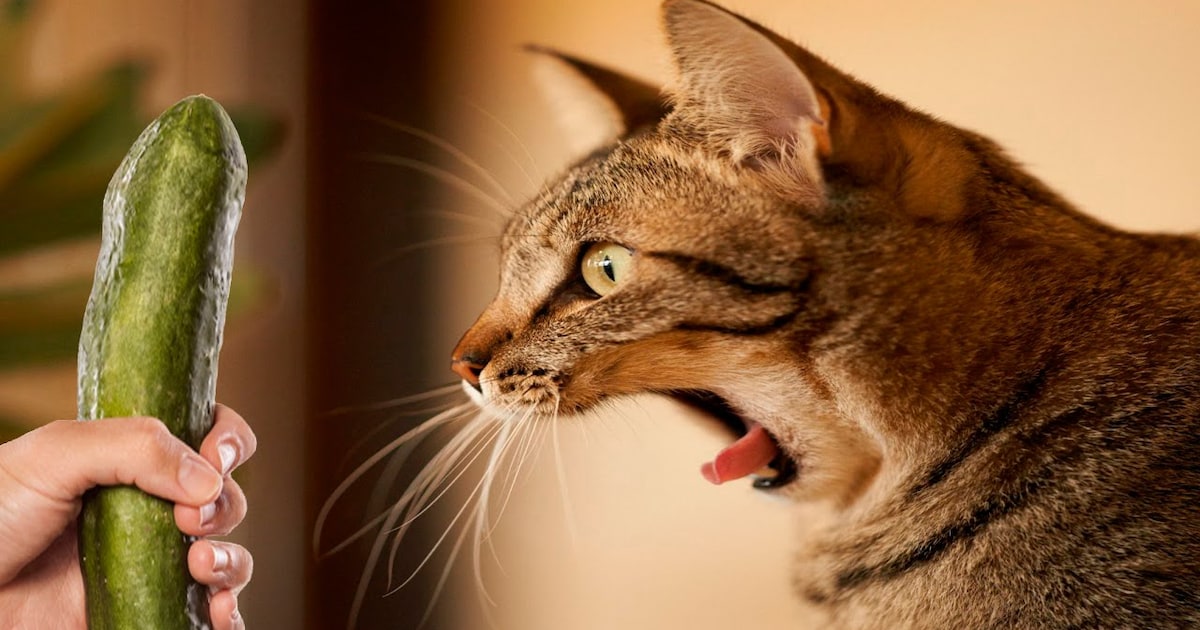 Rare beesten, die katten