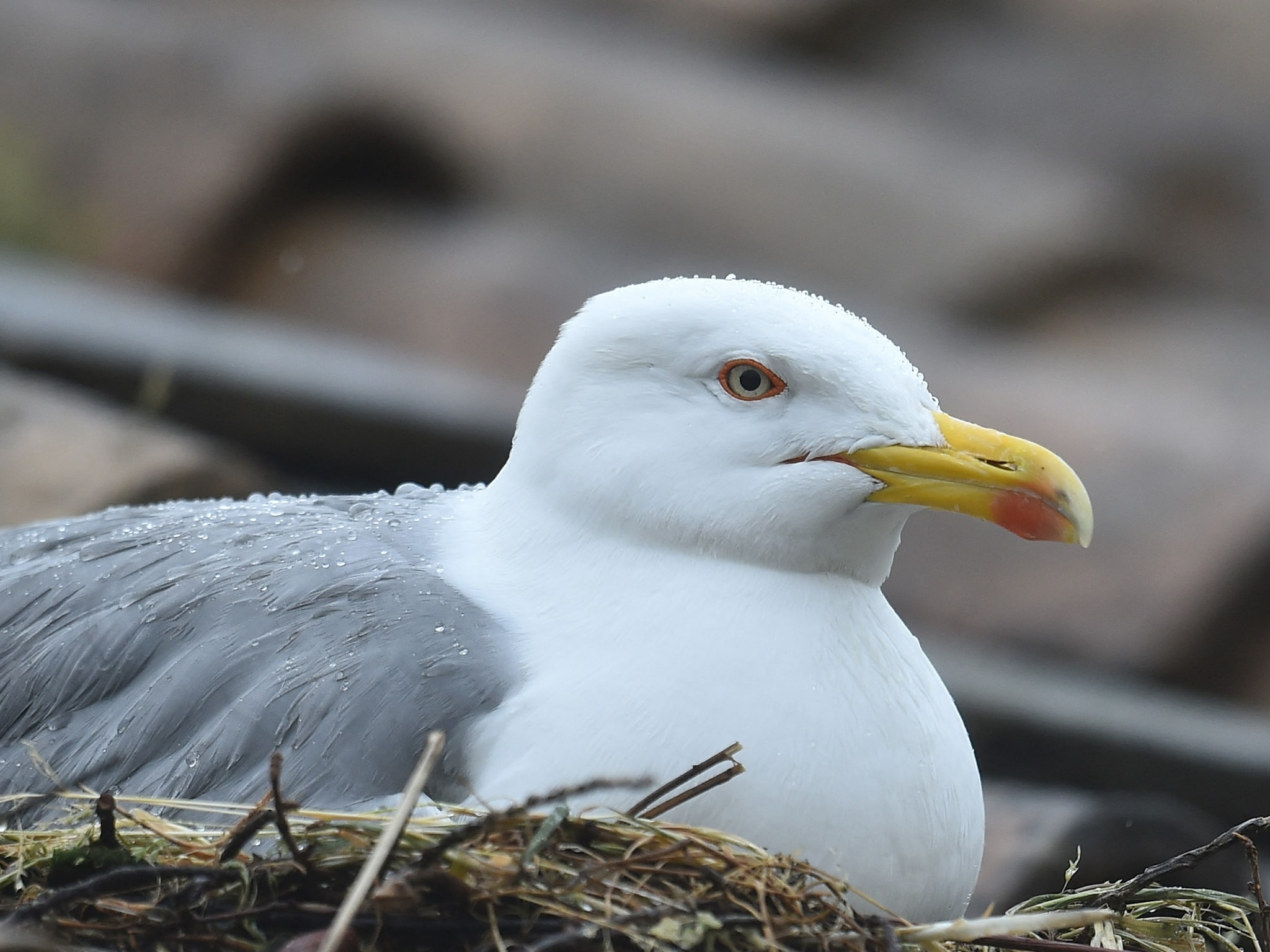 Naar deze meeuwen moet je schreeuwen - Kidsweek