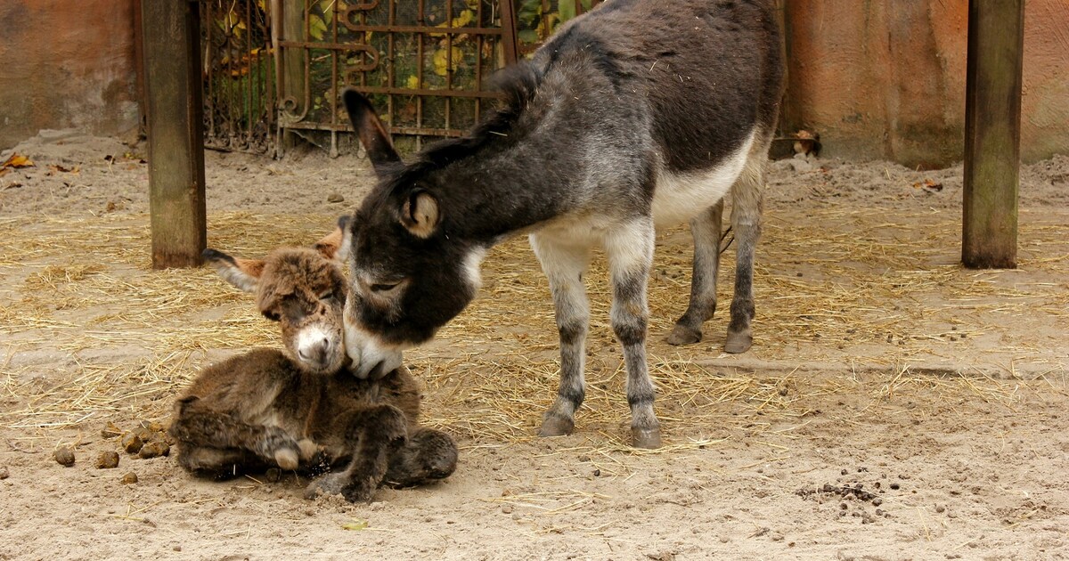 Mini-ezel zoekt naam
