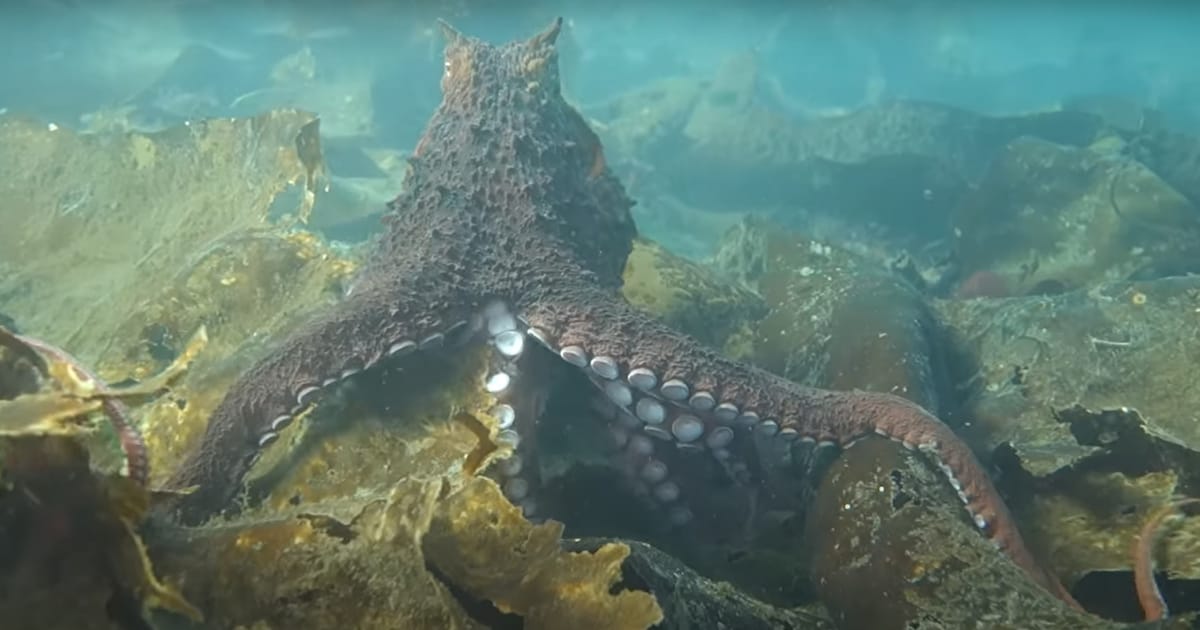 Filmpje: Octopus geeft duiker een knuffel