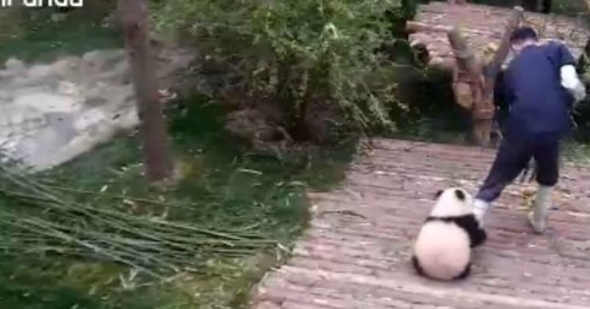 Komisch filmpje: een wel heel vasthoudend pandabeertje