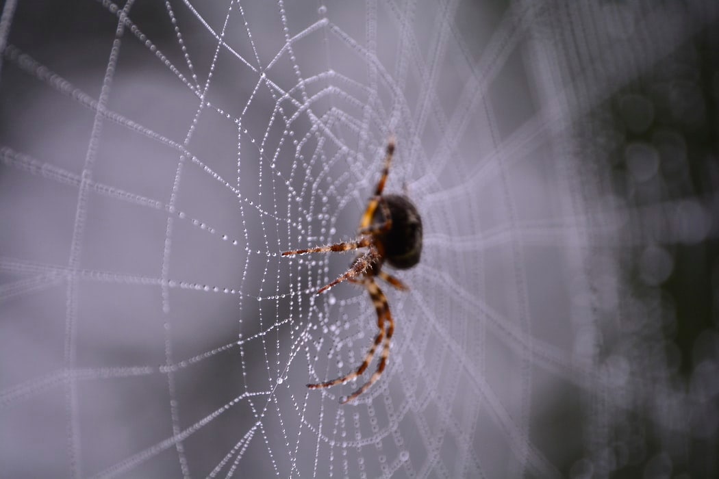 Nationale spinnentelling: 10 weetjes over spinnen