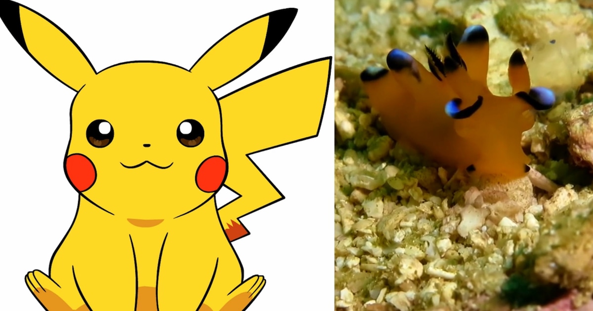 Zeeslak lijkt op Pikachu