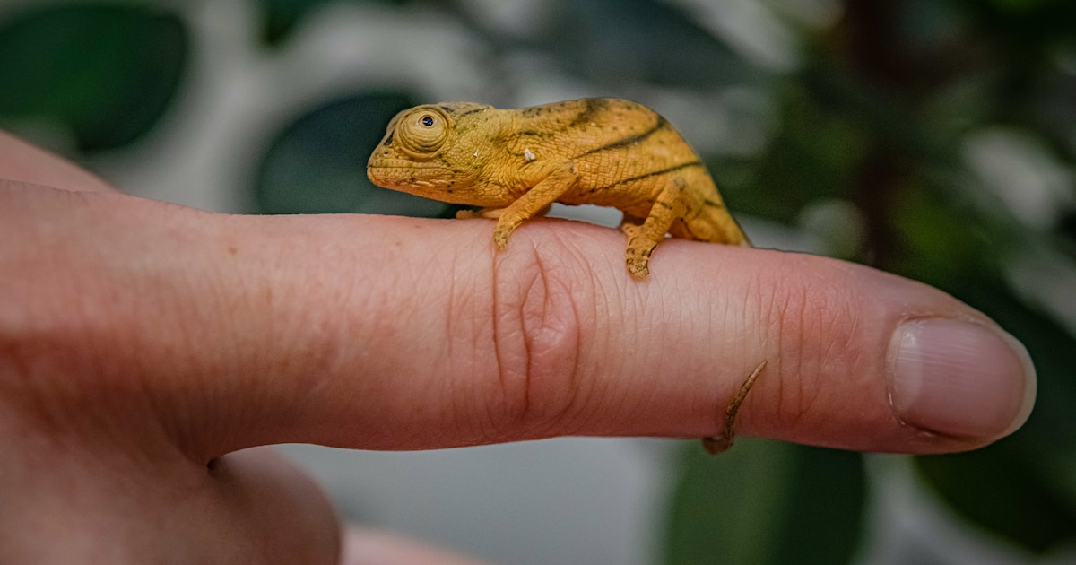 Zeldzame baby-kameleons in Britse dierentuin