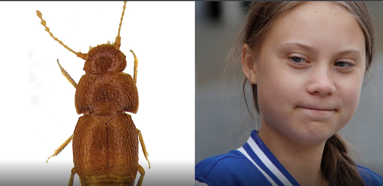 Deze dieren zijn vernoemd naar Greta Thunberg Deze dieren zijn vernoemd naar Greta Thunberg