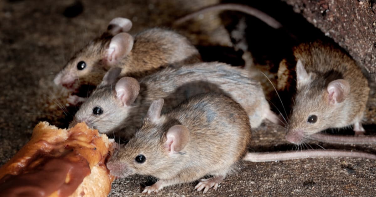 Flinke muizenplaag in Australië