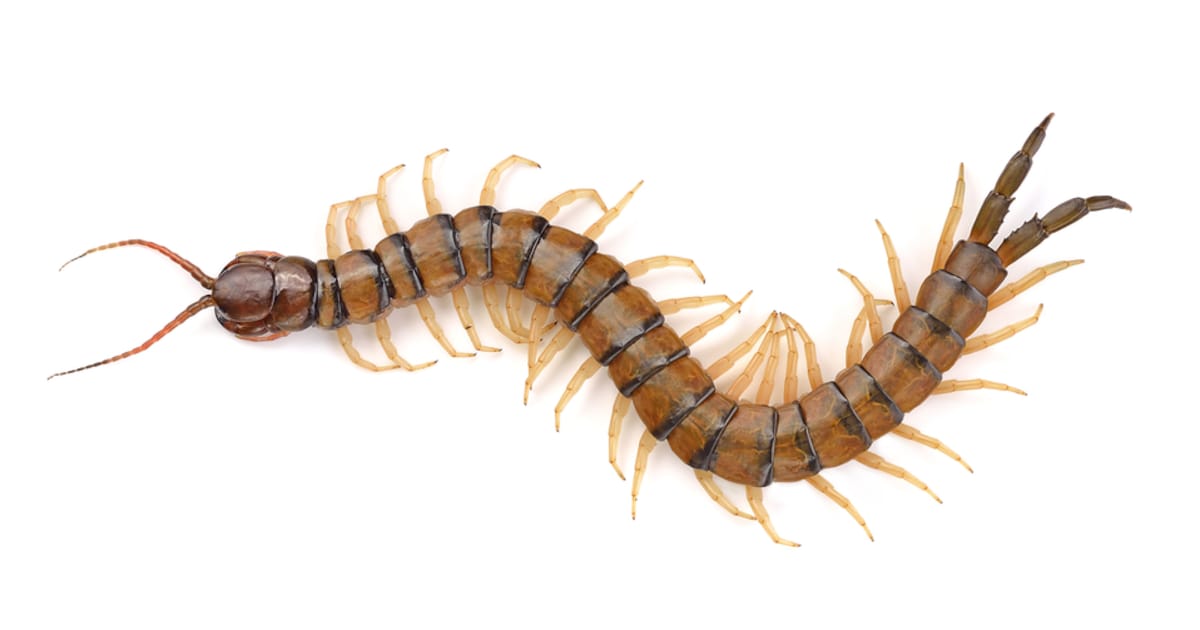 Eerste echte duizendpoot met duizend pootjes ontdekt