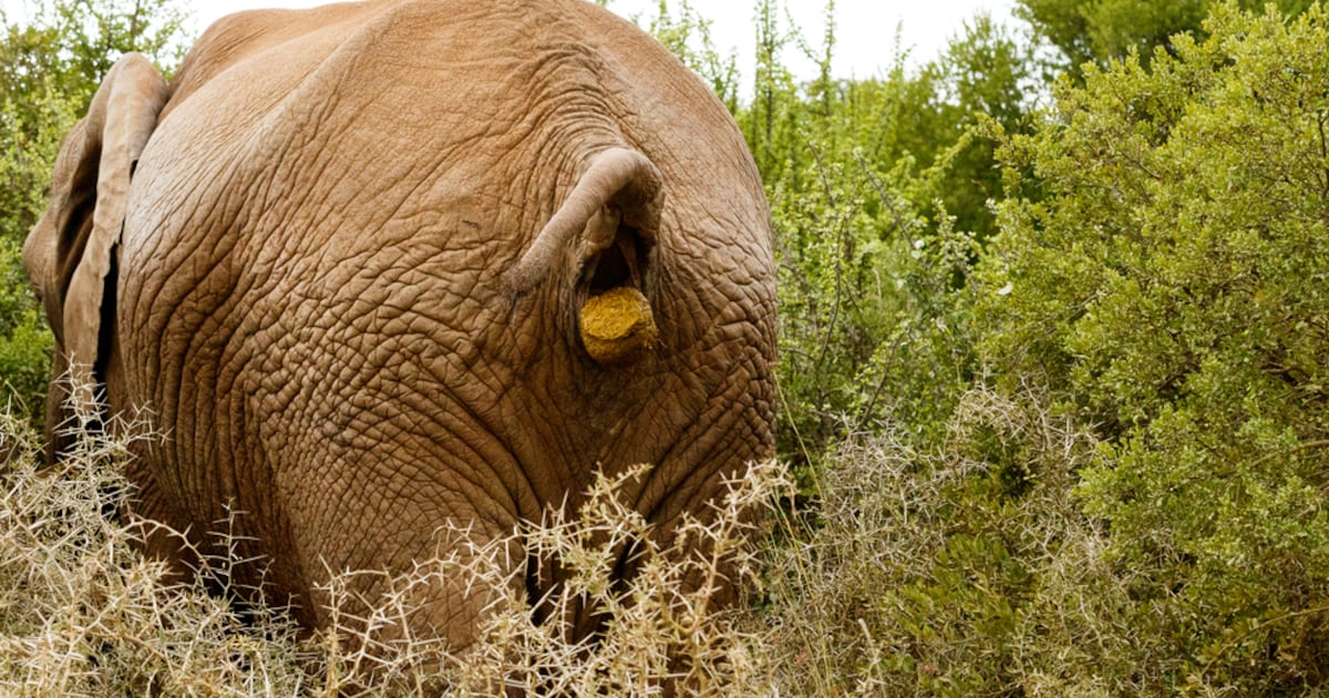 Dag van de poep: elk dier z’n eigen drol