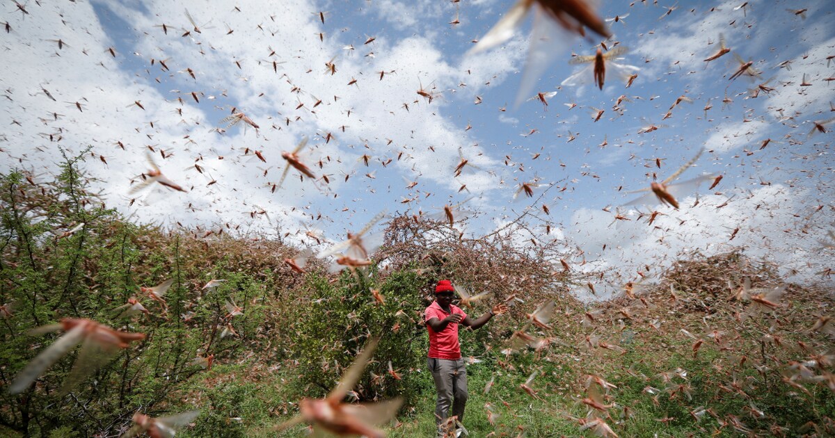 100.000 Chinese eenden strijden tegen sprinkhanen