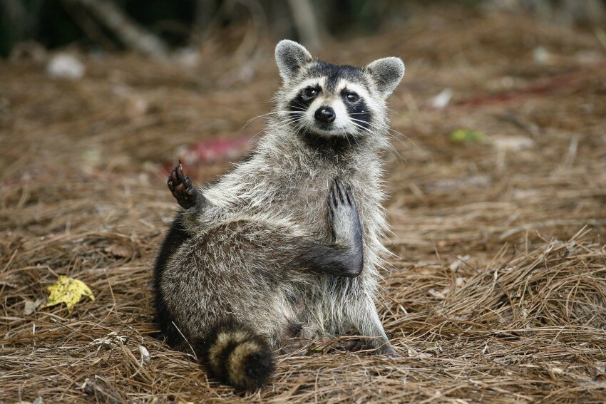 Wasbeer gespot? Niet aanraken!