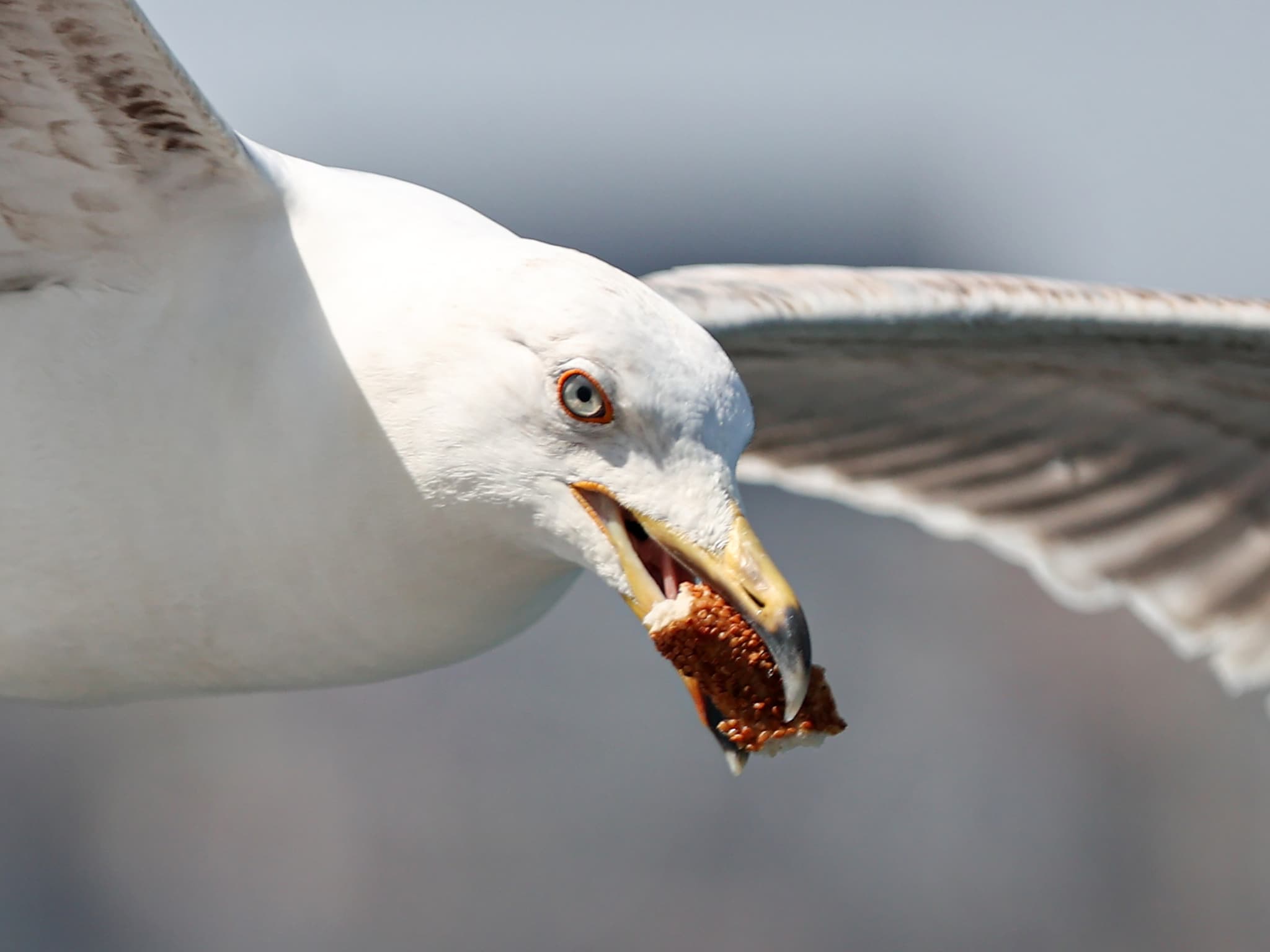 Naar deze meeuwen moet je schreeuwen - Kidsweek