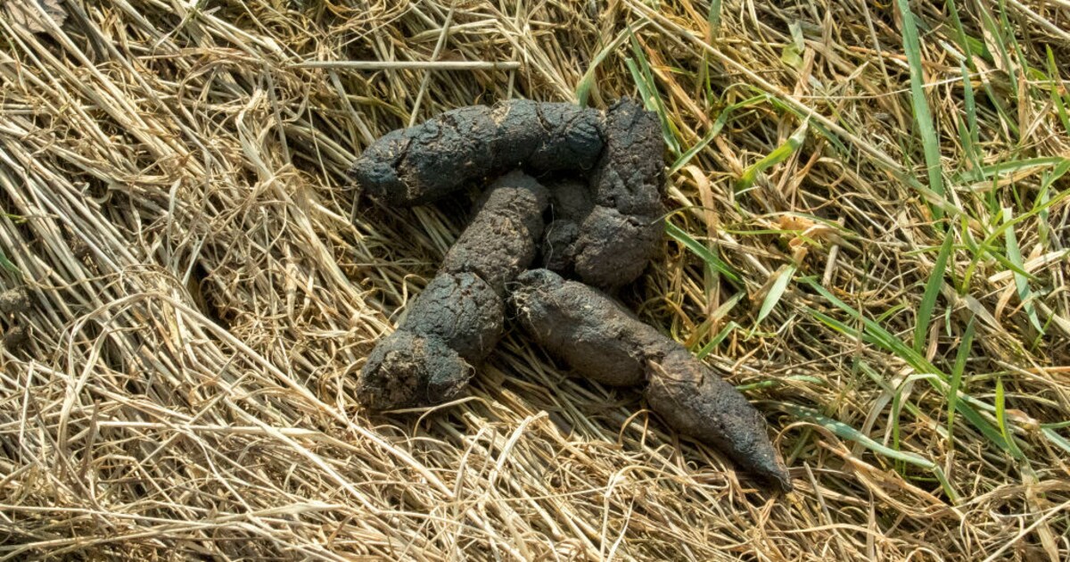 School in actie tegen poep op het plein