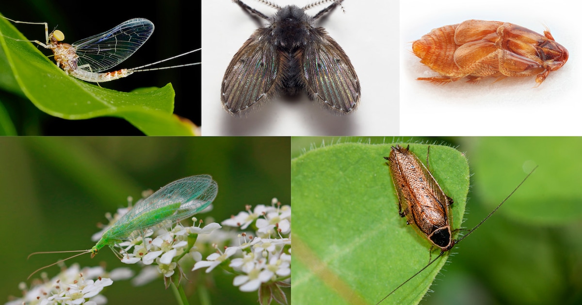 5x genomineerden van de Insect van het Jaar-verkiezing