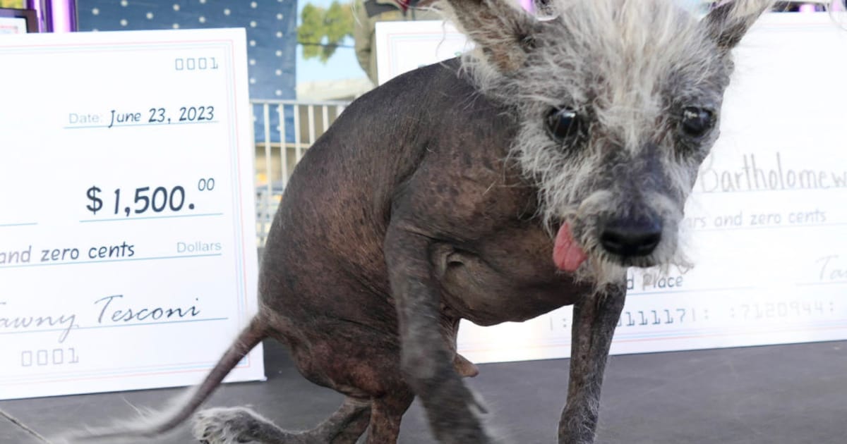 Dit is de lelijkste hond ter wereld