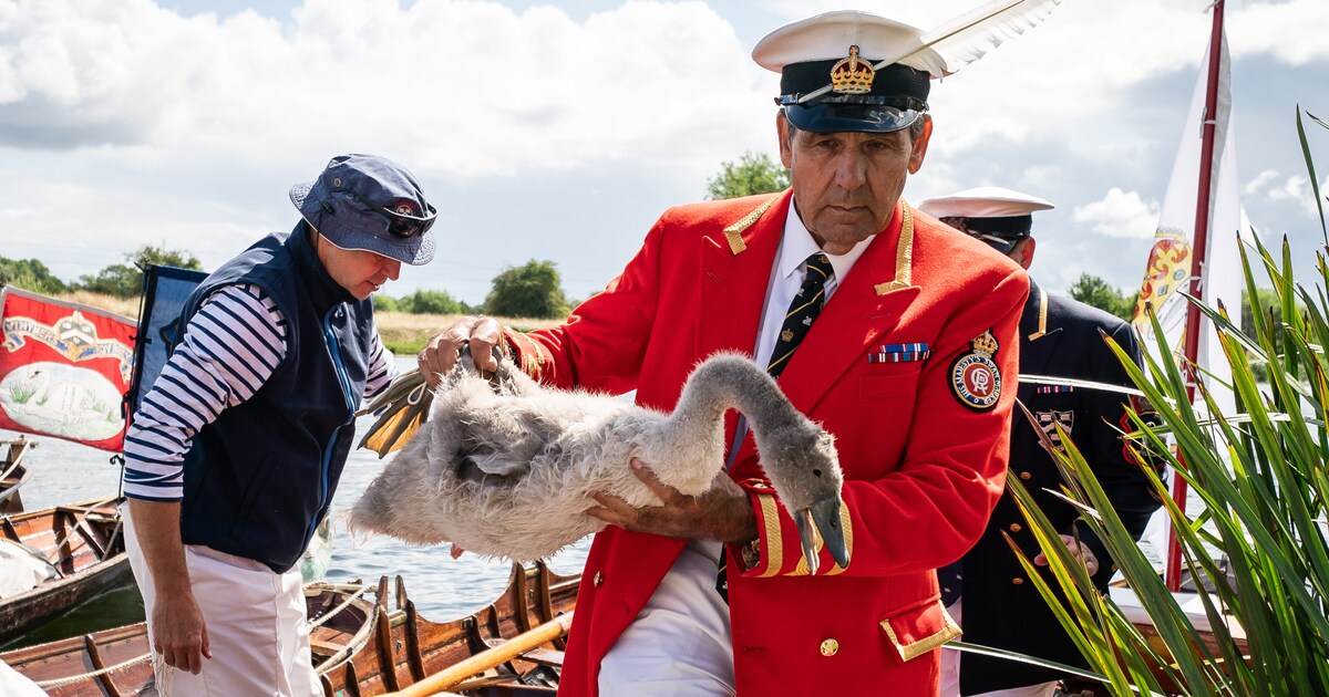 Eén, twee, drie: alle zwanen in Britse Theems geteld