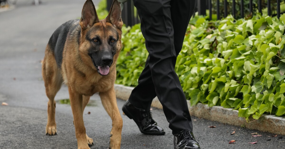 Hond Amerikaanse president beet zeven mensen