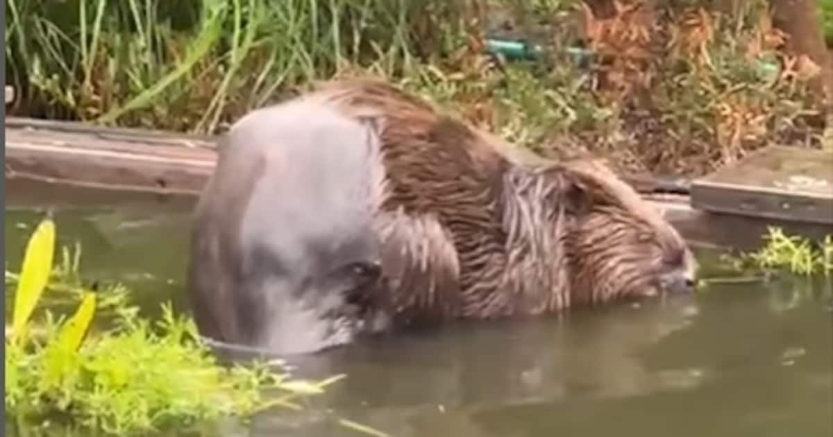 Bever poedelt in vijver