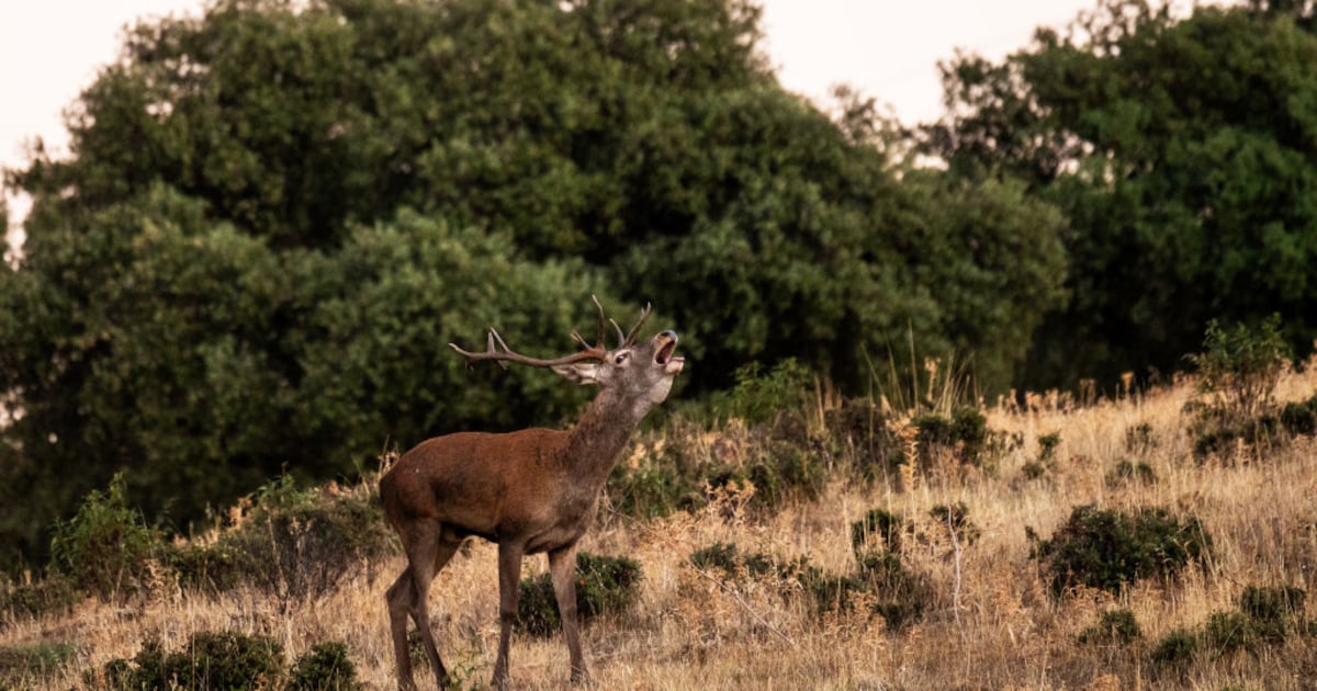 Filmpje: wie kan het beste een hert nadoen?