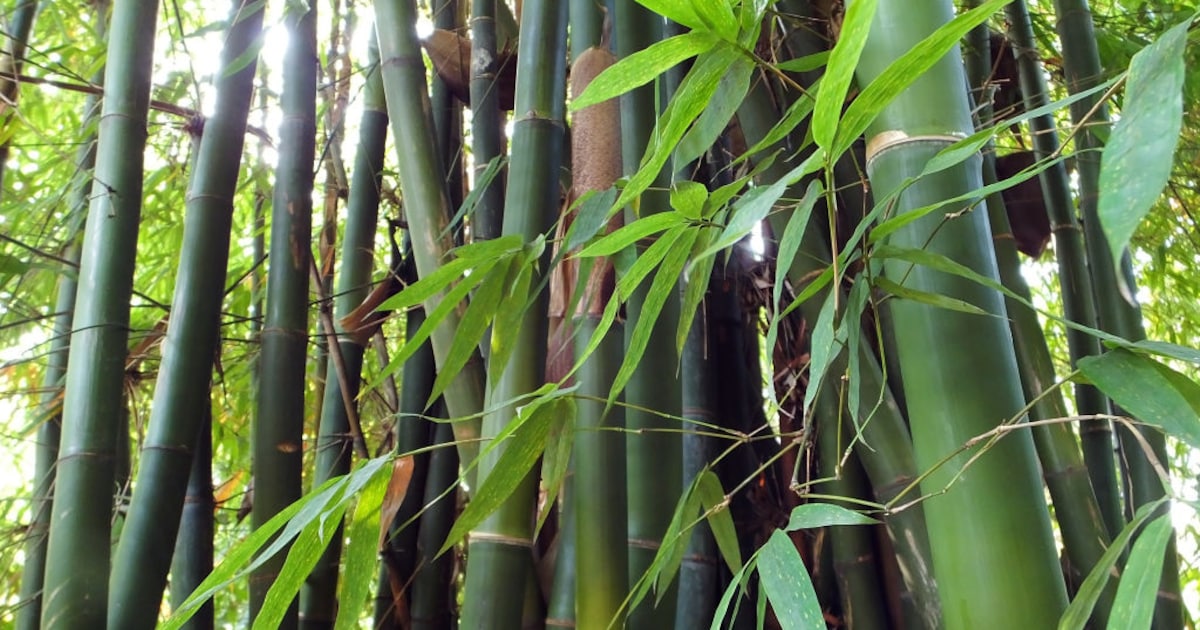 Wonderbaarlijk bamboe op Wereld Bamboe Dag