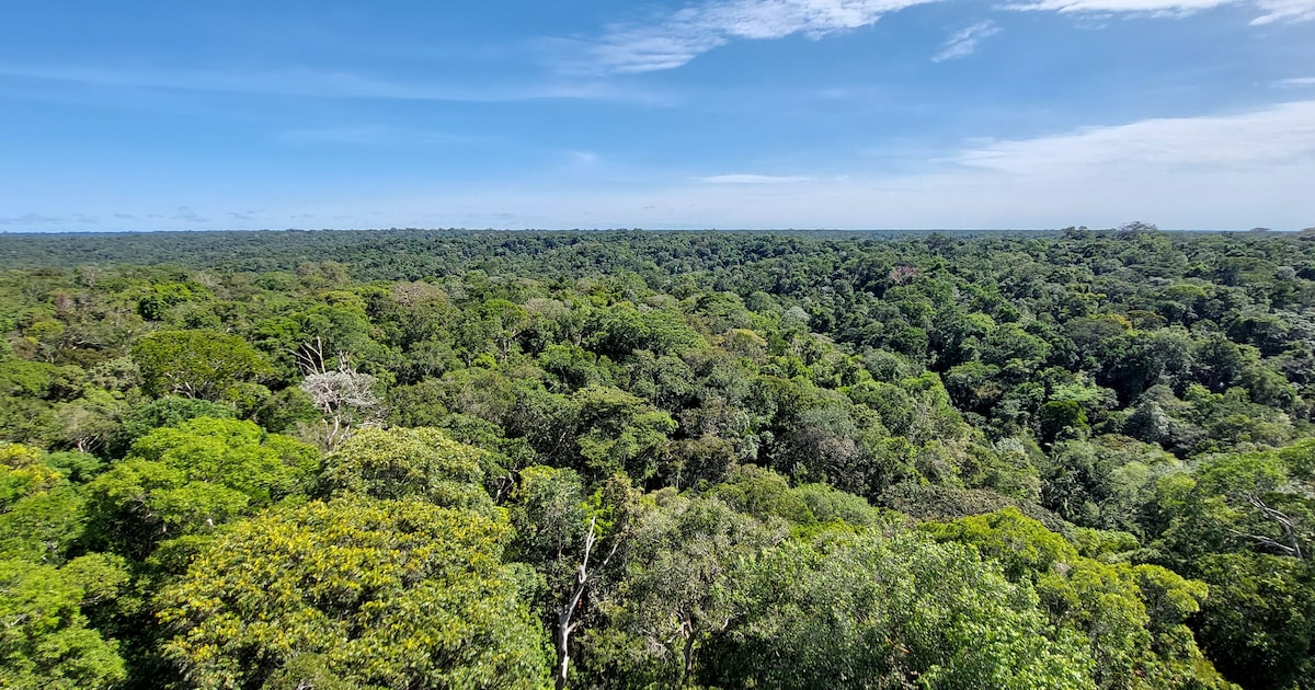 Amazonewoud is stuk minder oud