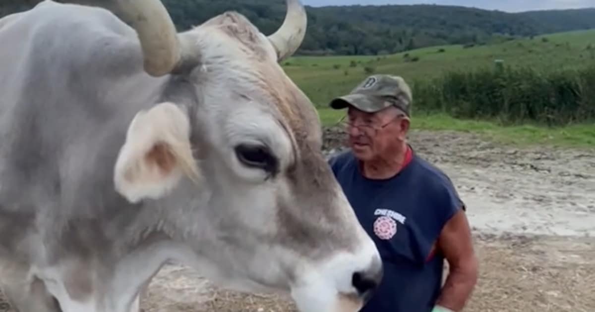 Grootste stier ter wereld