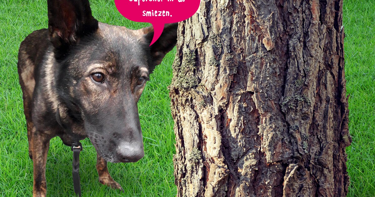 Herder Dora (2) heeft een neusje voor zieke iepen