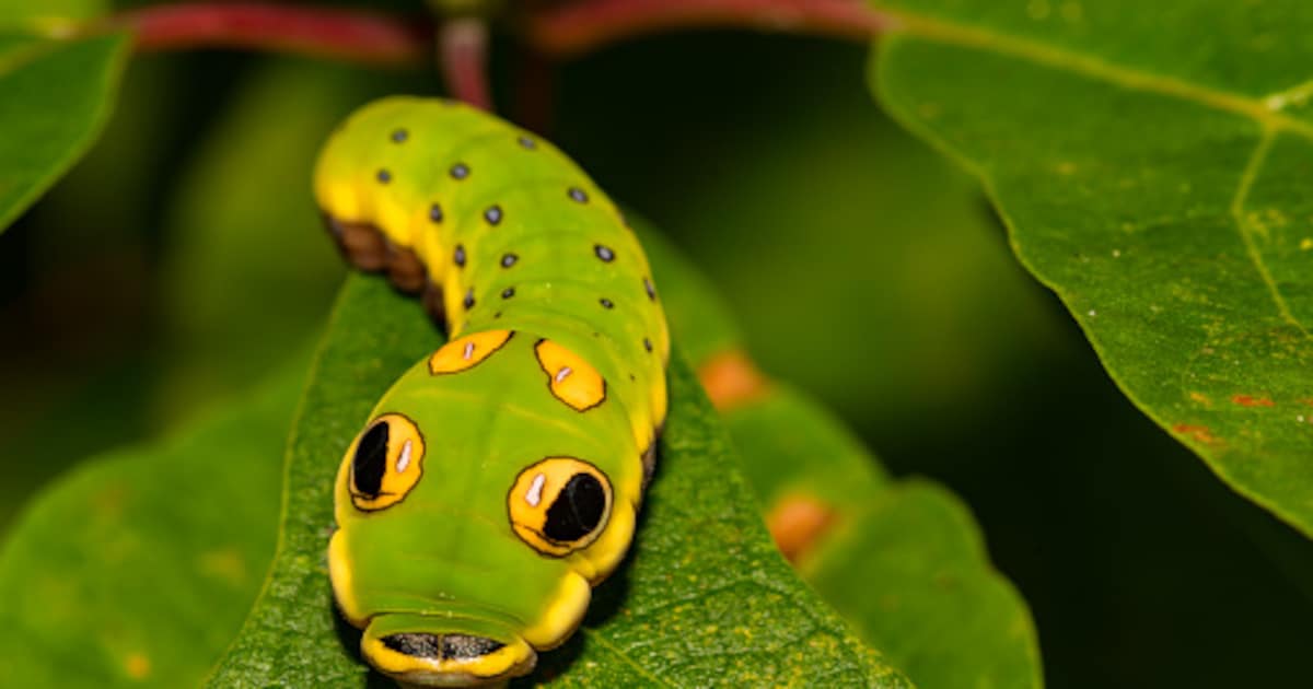 Na-apers in de natuur