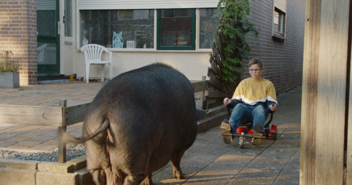 Documentaire over Nelson: een varken in een rijtjeshuis