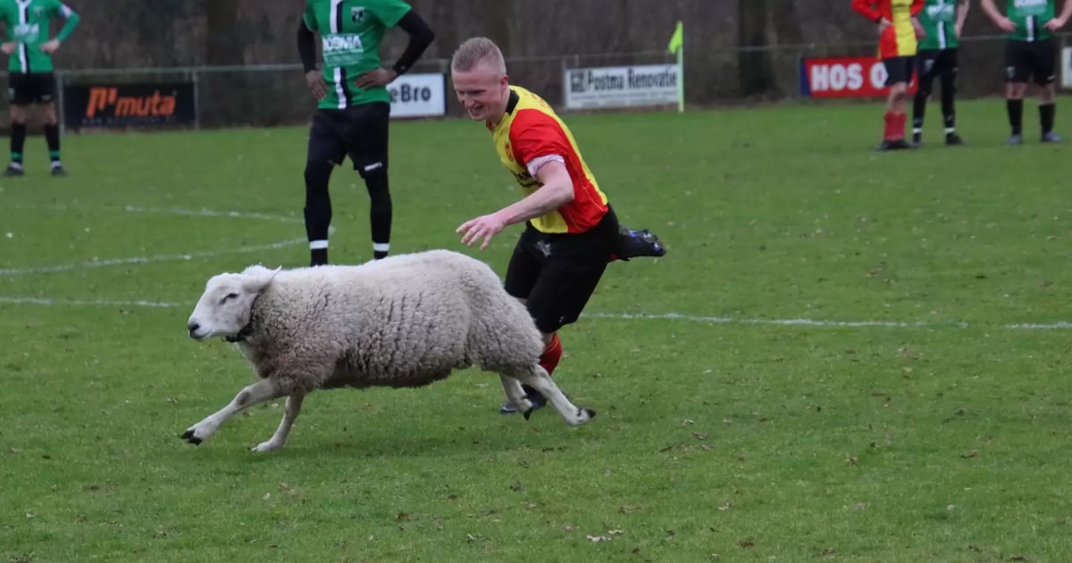 Voetbalwedstrijd in Friesland verstoort door een sportief schaap