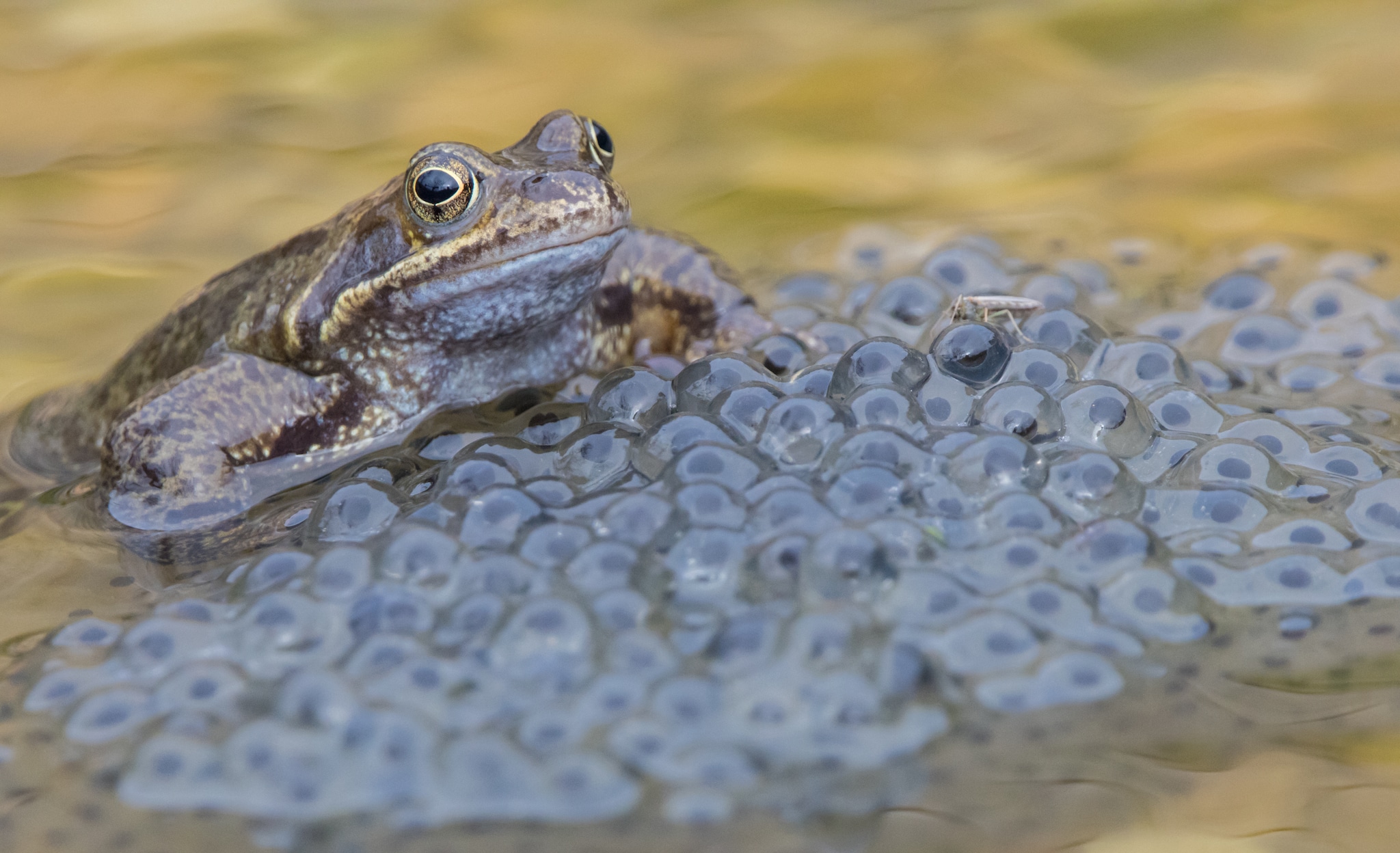 De kikkerdriltelling is begonnen: tel jij ook mee?
