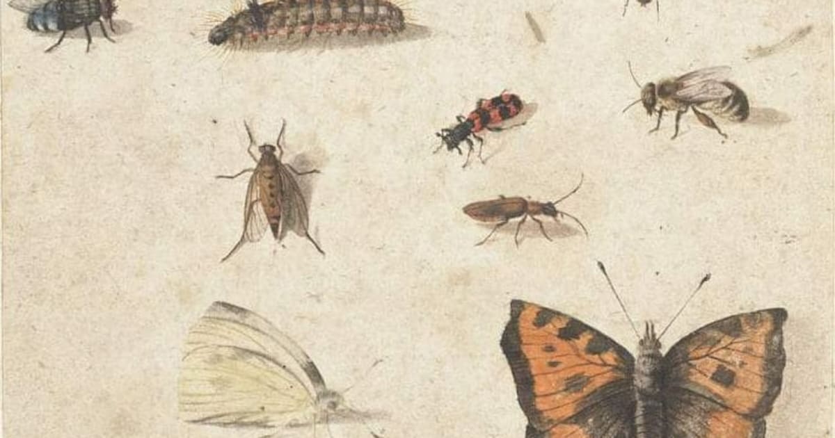 Wat wordt het insect van het jaar?